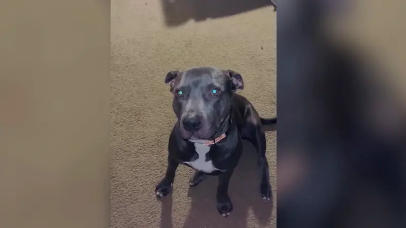 Monty, el perro inglés que solo obedecía órdenes en español